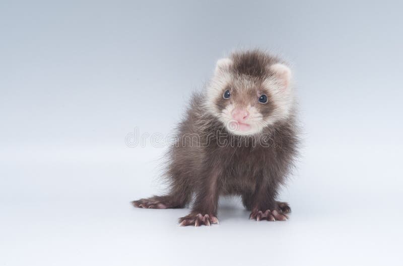Hurón del bebé imagen de archivo. Imagen de despredador - 13892597