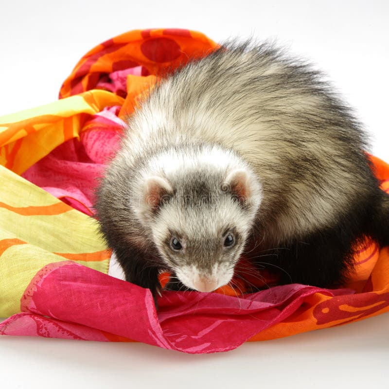 Hurón en telas del color foto de archivo. Imagen de animal - 41742290