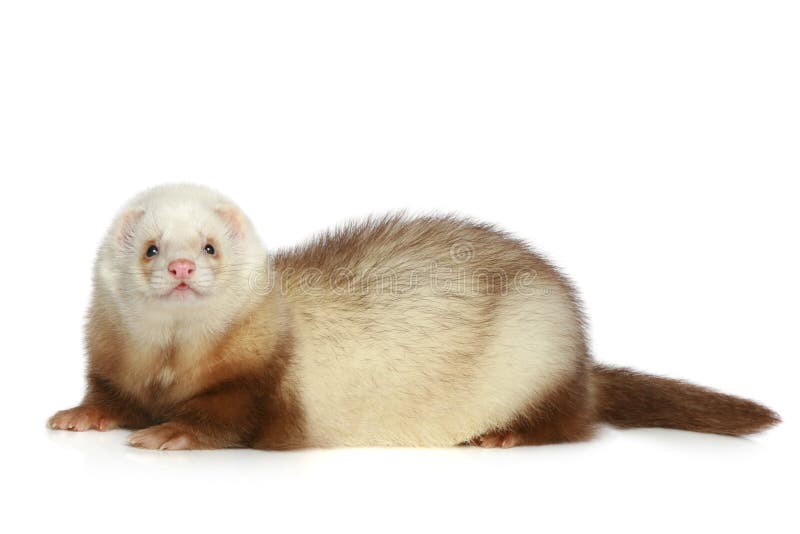 Hurón en un fondo blanco imagen de archivo. Imagen de estudio - 22161405