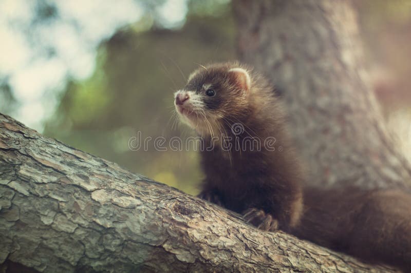 Hurón Salvaje En Tocón De árbol Foto de archivo - Imagen de retrato ...