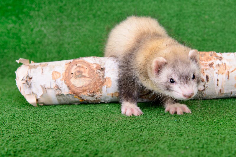 Retrato De Un Pequeño Hurón Imagen de archivo - Imagen de alarma ...