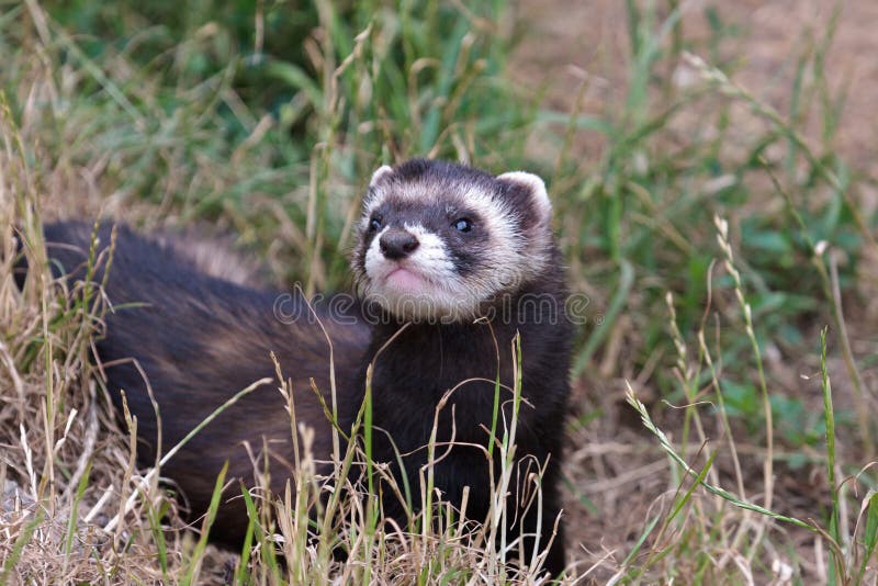 Turón Europeo (putorius Del Mustela) Imagen de archivo - Imagen de cara ...