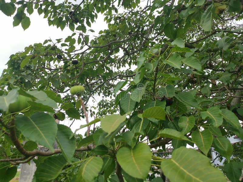 Sandbox tree stock photo. Image of plant, pricker, burr - 29352324