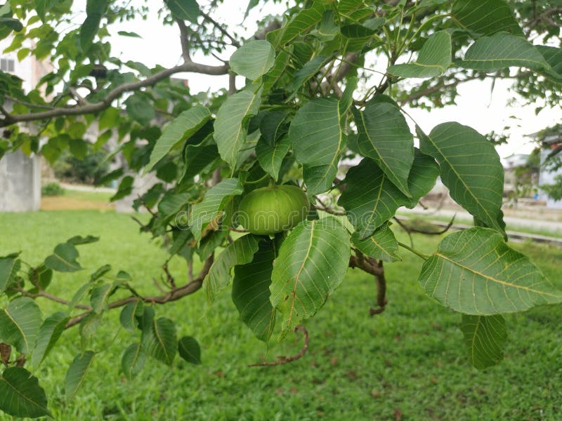 Hura Crepitans Fruit of the Sandbox Tree. Stock Photo - Image of ...