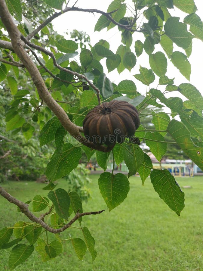 Hura crepitans stock photo. Image of hura, evolution - 96215898