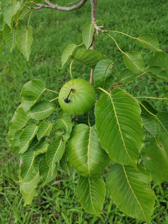 Hura Crepitans Fruit of the Sandbox Tree. Stock Image - Image of nature ...