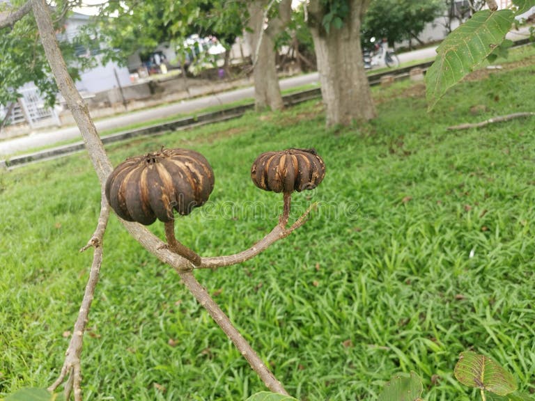 Hura Crepitans Fruit of the Sandbox Tree. Stock Image - Image of ...