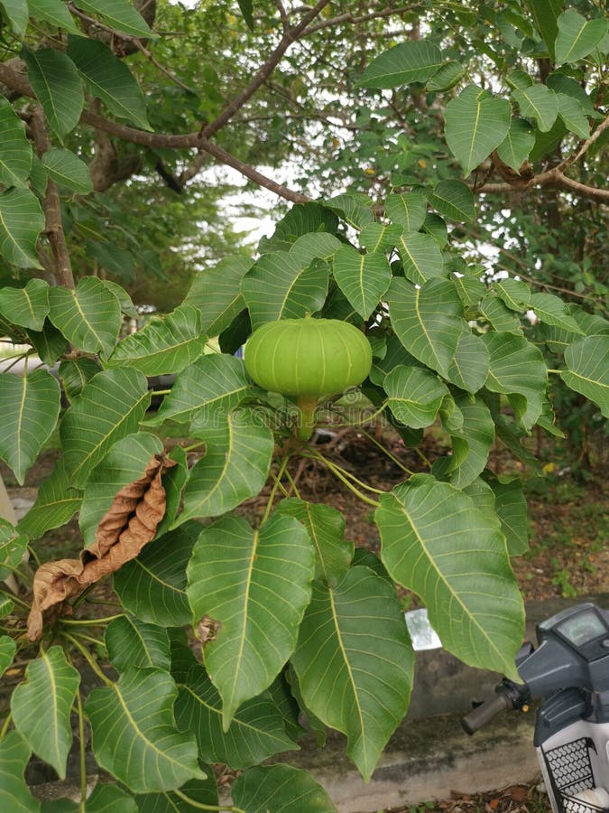 Hura Crepitans Fruit of the Sandbox Tree. Stock Photo - Image of rough ...