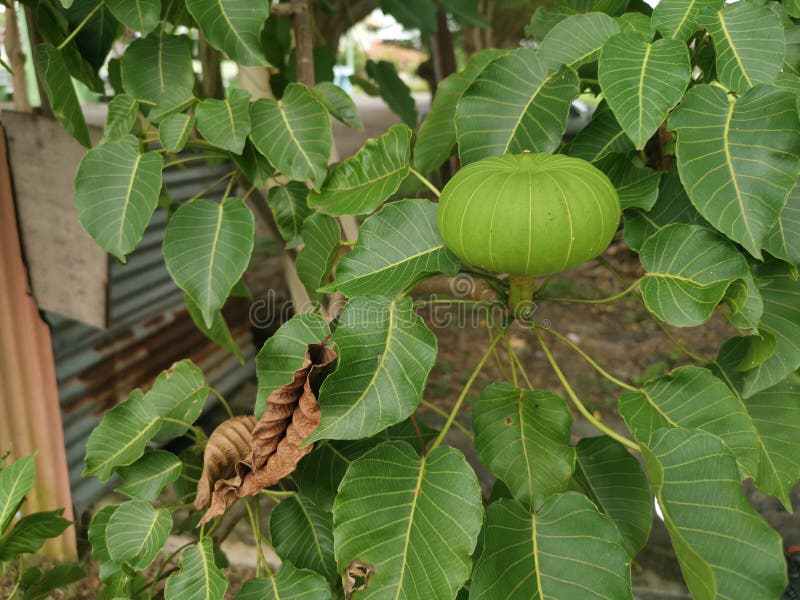 Sandbox tree stock photo. Image of plant, pricker, burr - 29352324