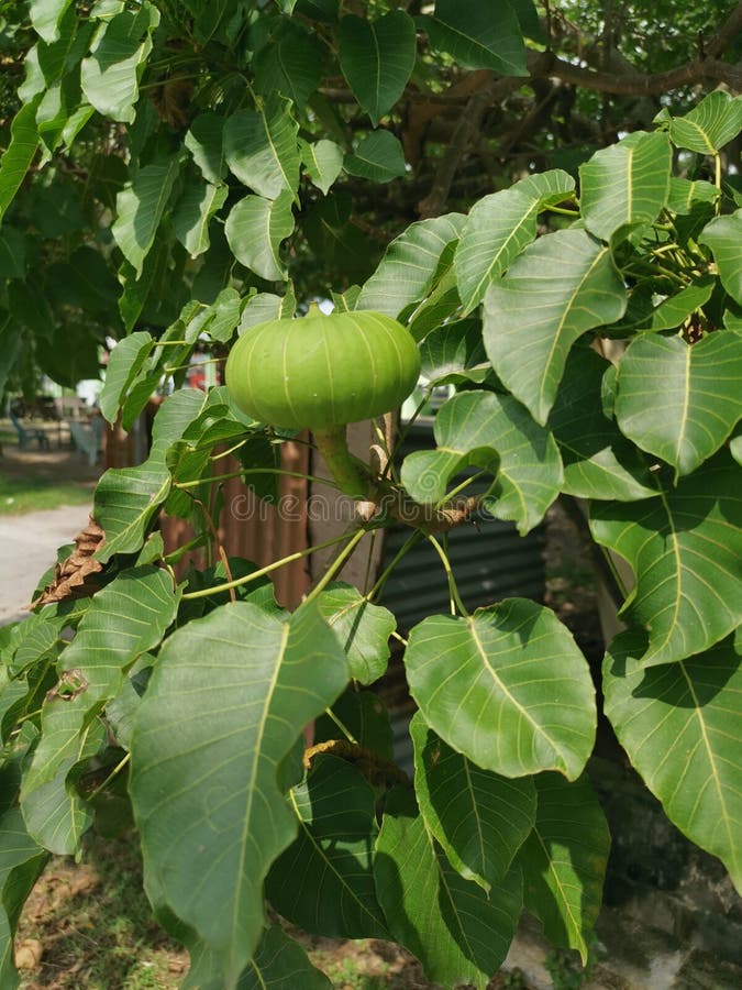 Hura Crepitans Fruit of the Sandbox Tree. Stock Image - Image of ...