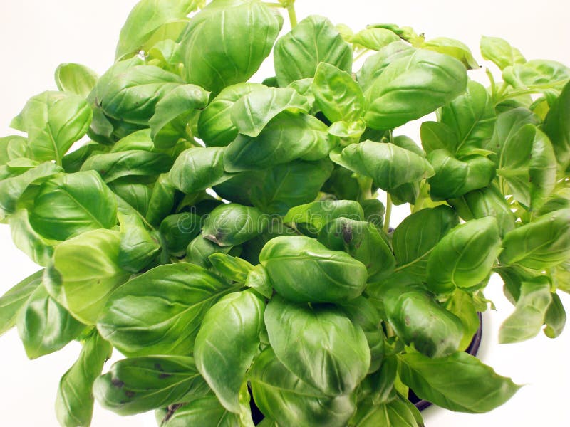 Timber stock image. Image of woodpile, lumberjack, timber - 4822693