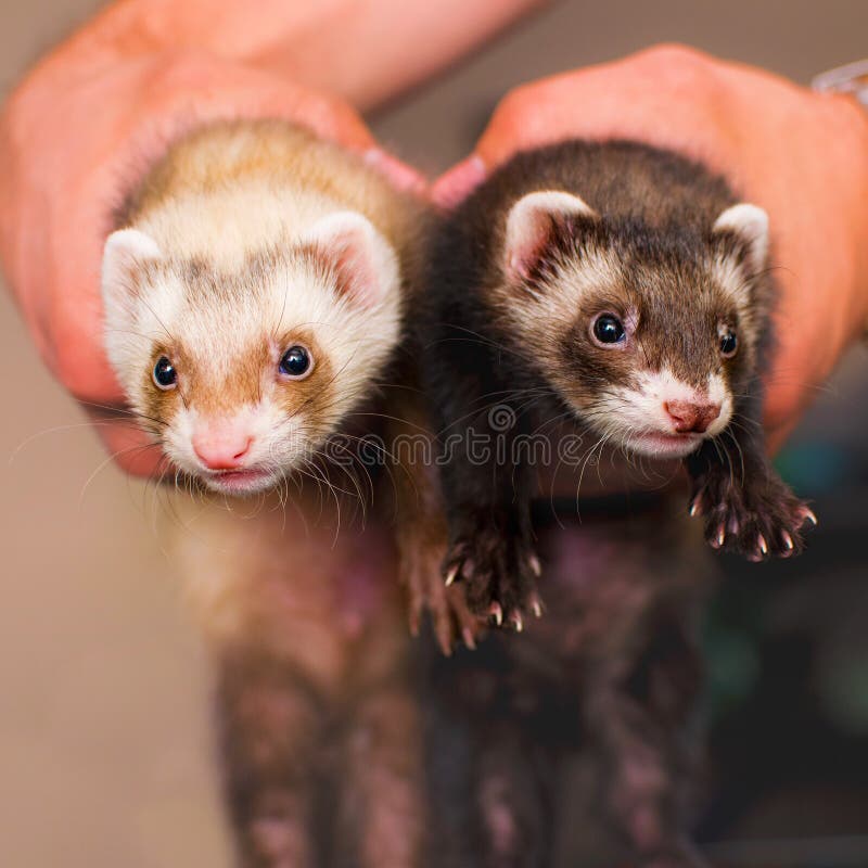 511 Hurones Fotos - Libres de Derechos y Gratuitas de Dreamstime