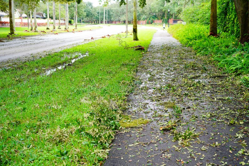 Fallen Tree Branch and Leaf on Road after Hurricane. Stock Image ...