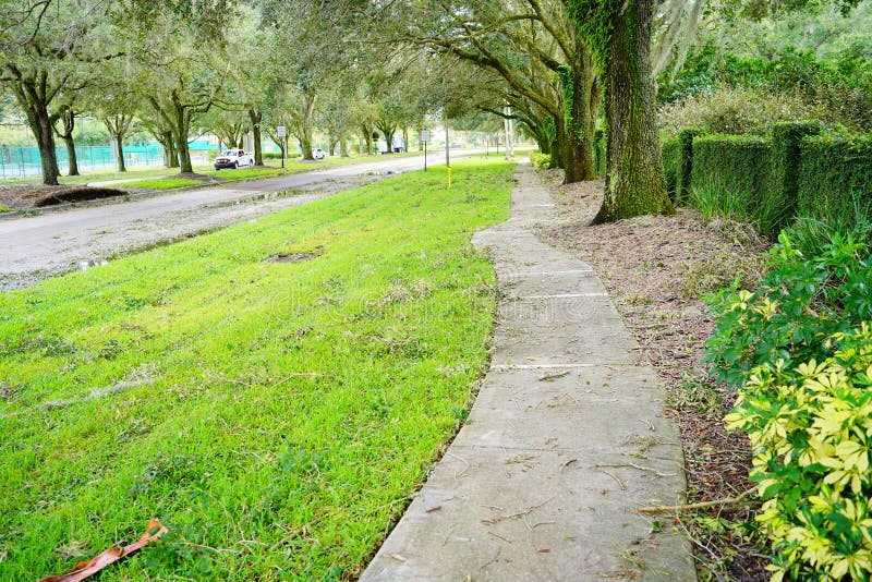 Fallen Tree Branch and Leaf on Road after Hurricane. Stock Photo ...