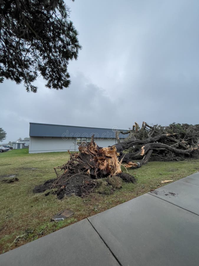 Hurricane Force Storm Damage Causes a Large Mature Tree To Be Broken ...