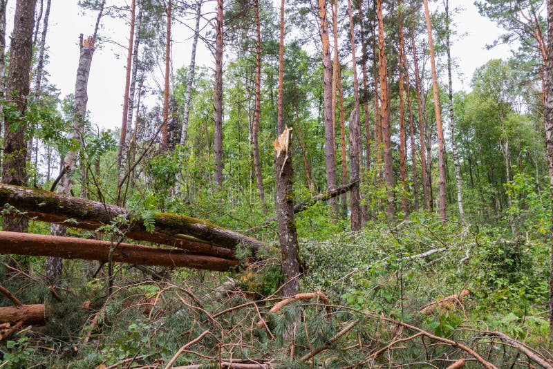 A Hurricane in the Forest Knocked Down Trees and they Fell Stock Photo ...
