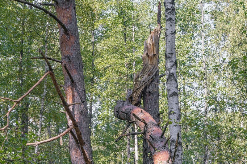 A Hurricane in the Forest Knocked Down Trees and they Fell Stock Image ...