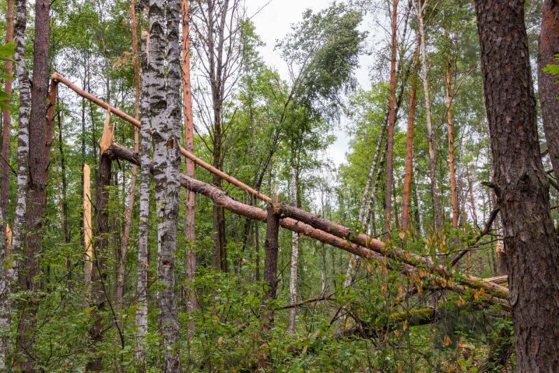 A Hurricane in the Forest Knocked Down Trees and they Fell Stock Photo ...