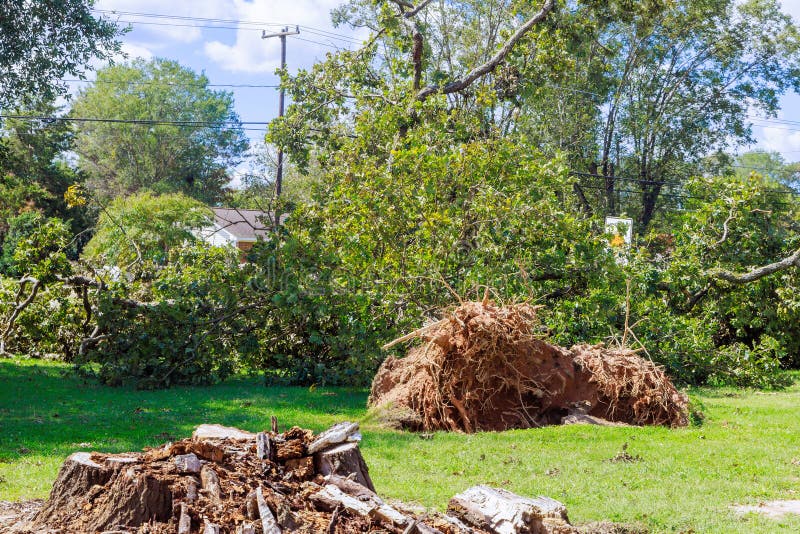 When Hurricane Hits, Stormy Winds Uproot Trees on a Ground, Which ...