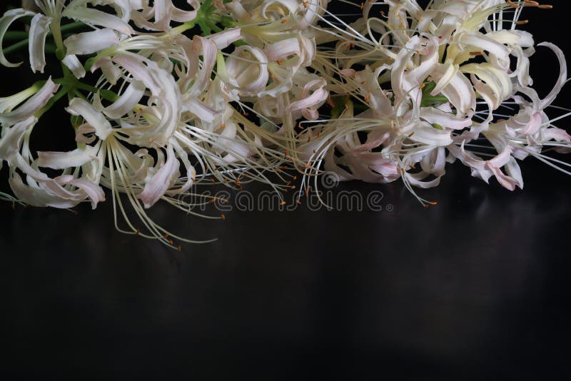 Hurricane Lily in a Black Background Stock Photo - Image of isolated ...