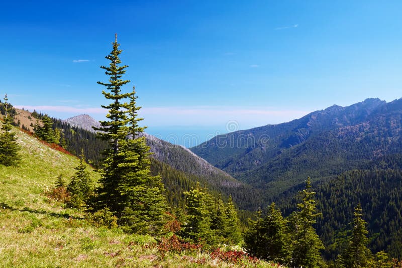 Hurricane Ridge stock image. Image of washington, trees - 118015827