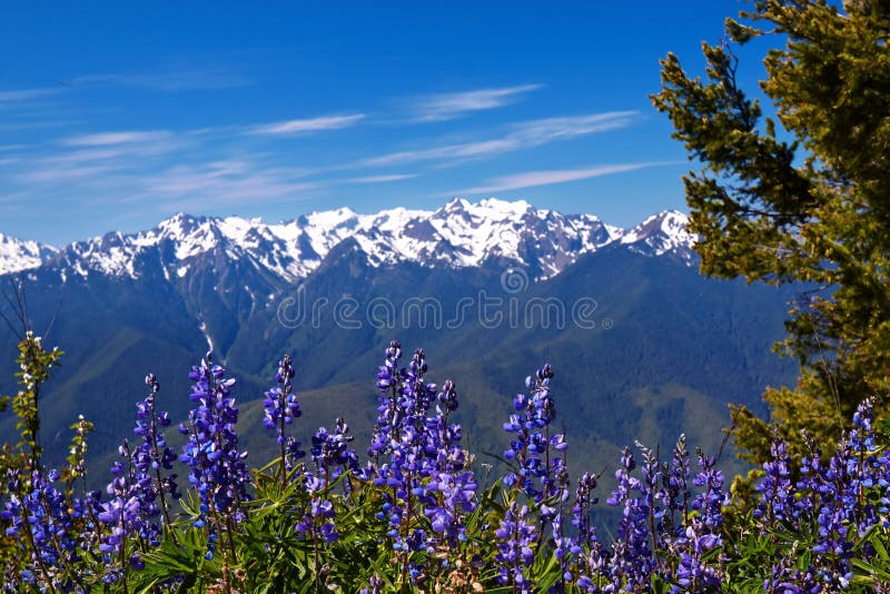 Hurricane Ridge stock image. Image of elevation, outdoor - 13285579