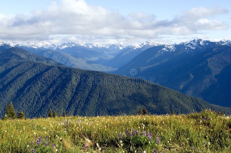 Deer, Mountains and Meadows Hurricane Ridge, Olympic National Park ...