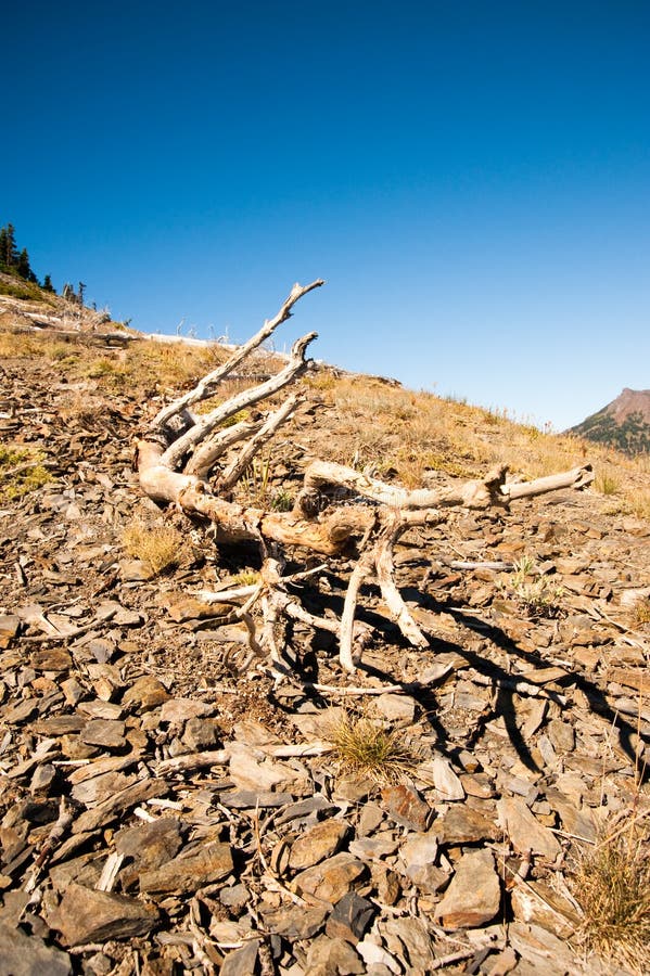 Hurricane Ridge detail stock image. Image of outdoor - 38879093