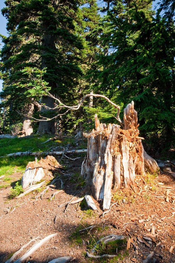Hurricane Ridge detail stock image. Image of natural - 43342073