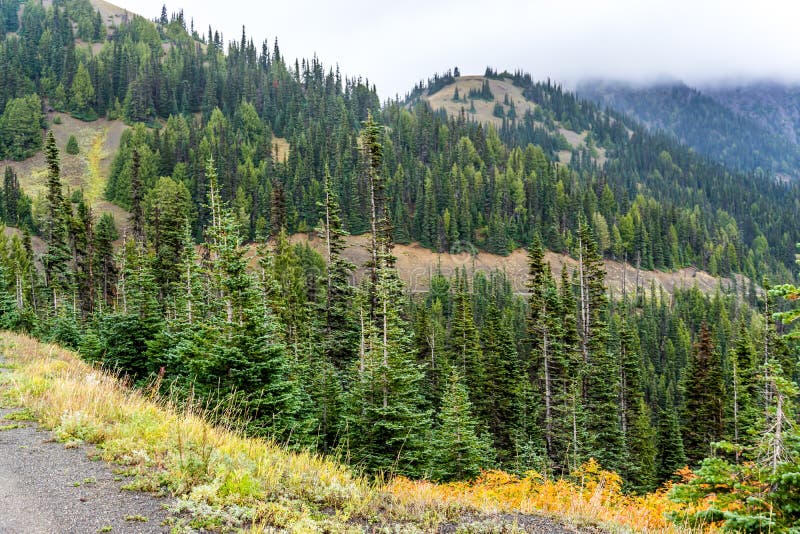 Hurricane Ridge Landscape 6 Stock Image - Image of forest, state: 231300637