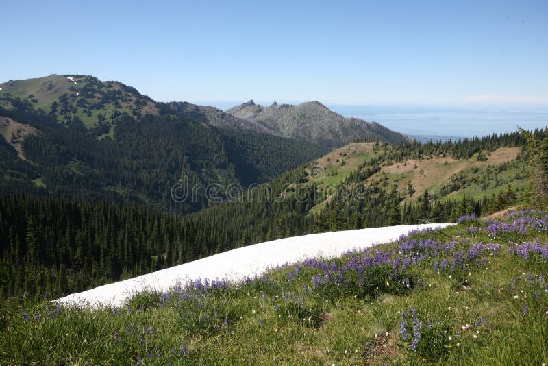 Hurricane Ridge in Olympic National Park Stock Image - Image of water ...