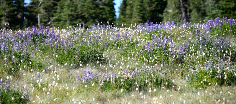 Hurricane Ridge in Olympic National Park Stock Image - Image of meadow ...