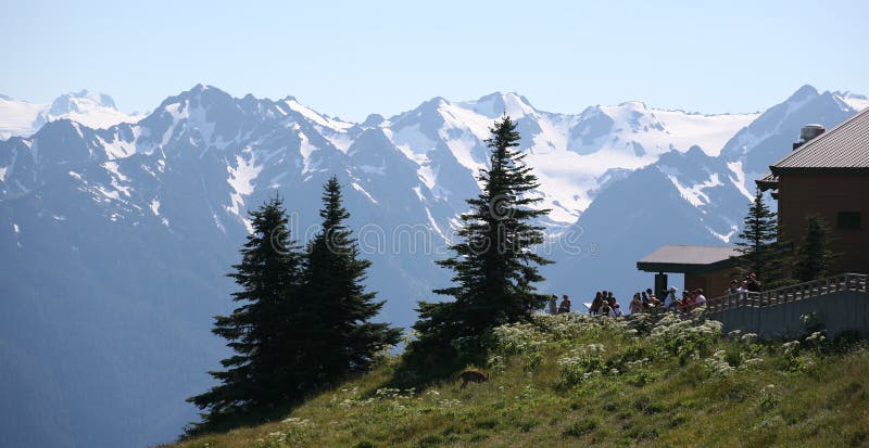 Hurricane Ridge in Olympic National Park Stock Image - Image of wild ...