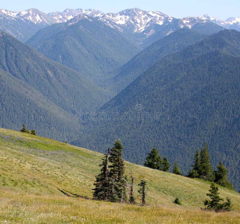 Hurricane Ridge in Olympic National Park Stock Image - Image of meadow ...