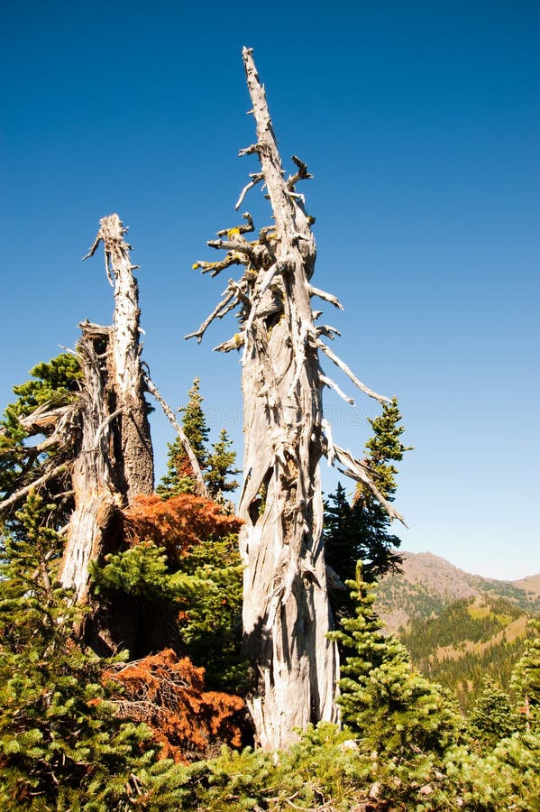 Hurricane Ridge stock image. Image of national, meadows - 38879097
