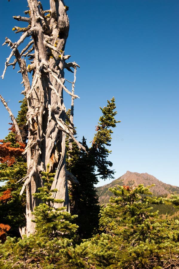 Hurricane Ridge stock image. Image of meadow, forest - 38879101
