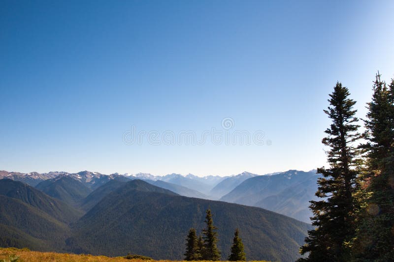 Hurricane Ridge stock photo. Image of trees, meadow, meadows - 48318810