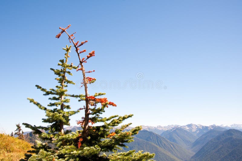 Hurricane Ridge stock photo. Image of ridge, olympic - 48318812