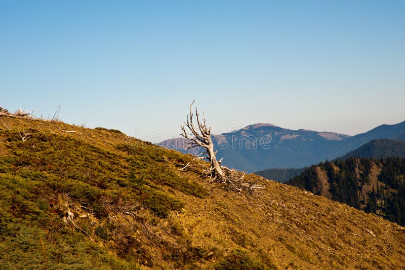 Hurricane Ridge stock photo. Image of hurricane, northwest - 48318838