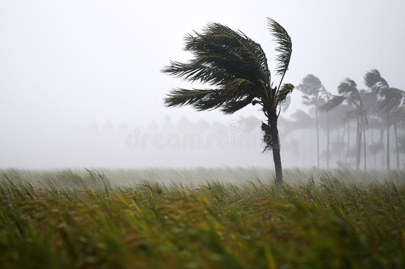 Hurricane or Storm Concept, Palm Tree in the Windy Weather Stock ...