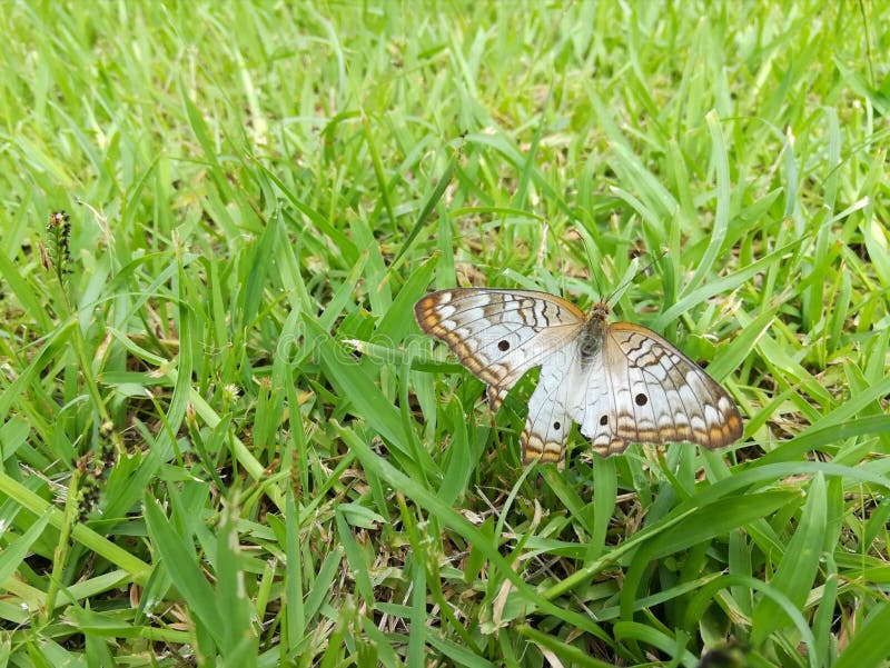 Hurt Butterfly stock photo. Image of flying, hurt, green - 115484408