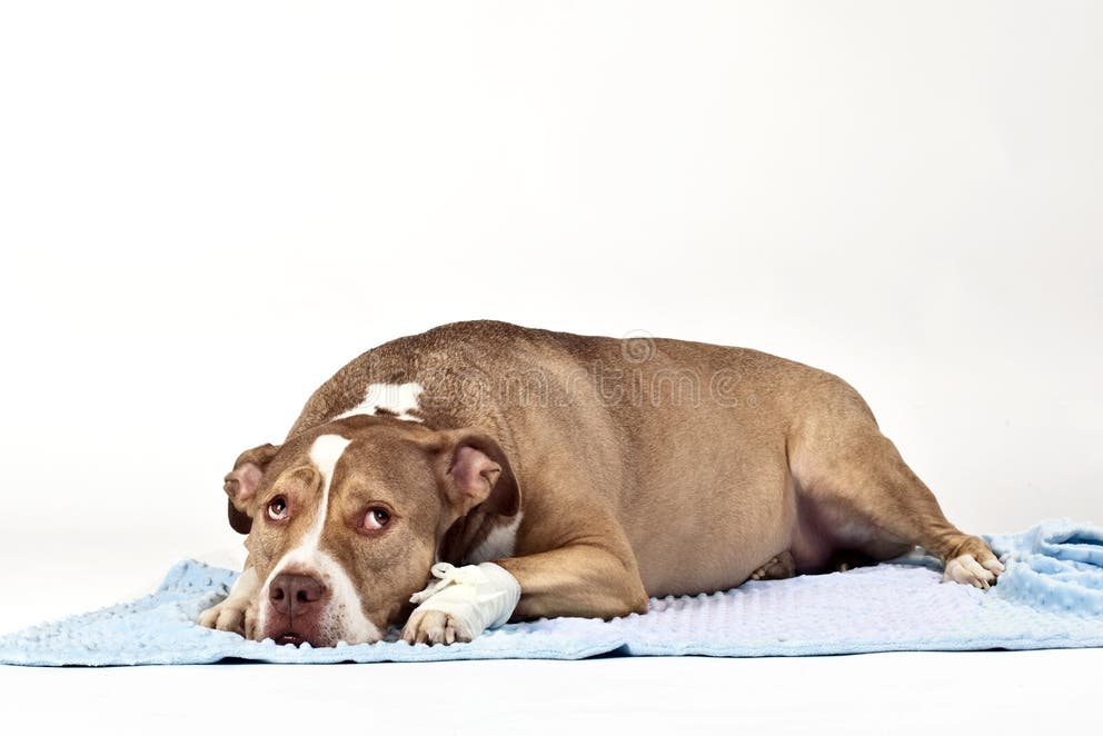 Hurt dog stock photo. Image of looking, bandage, wounded - 14187066