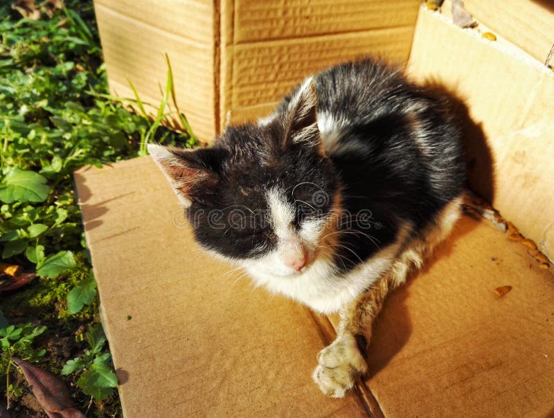 Hurt cat stock image. Image of dangerous, head, pimple - 78987987