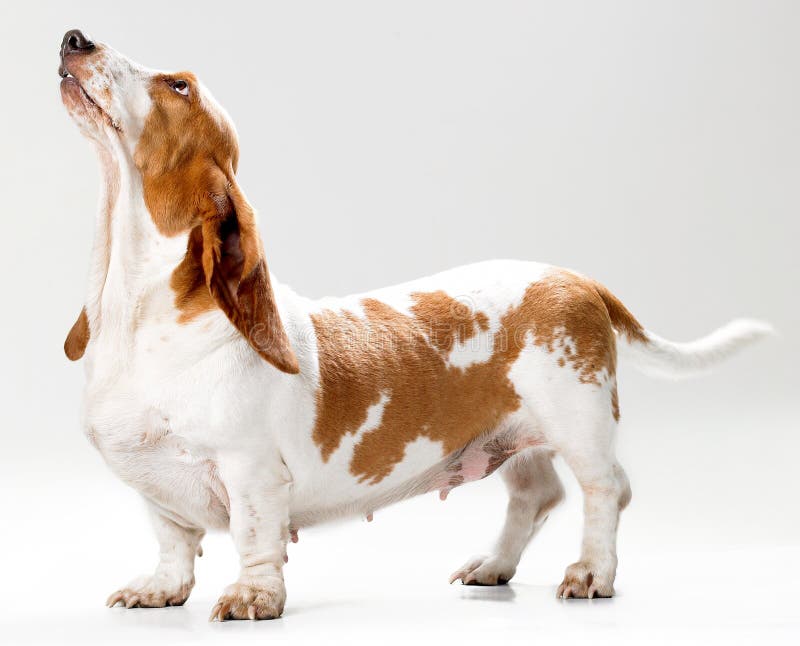 Hush Hush stock photo. Image of glamor, alluring, hiss - 9239666