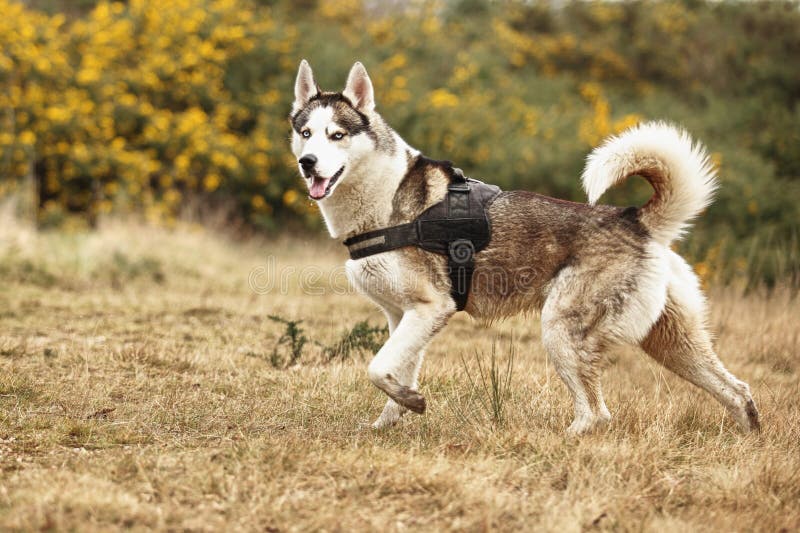 Siberian Husk dog stock photo. Image of obedient, husky - 13382816