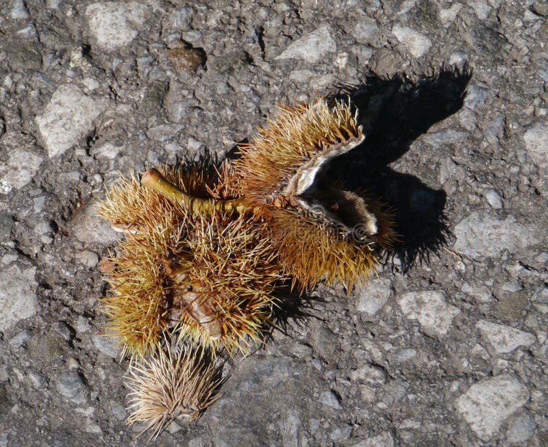 The Husk of a Brown Sweet Chestnut Stock Image - Image of healthy ...