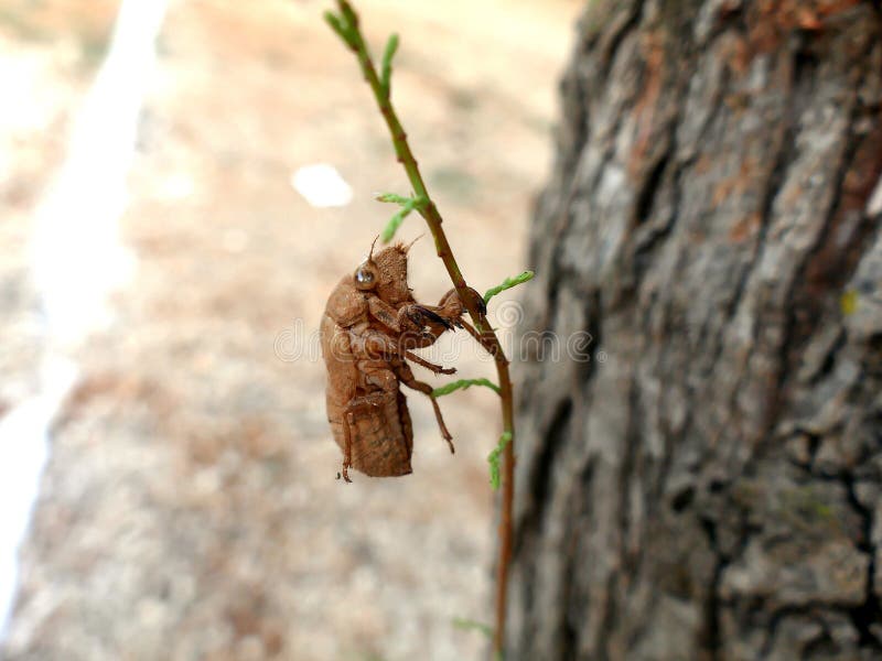 Husk of cicada on tree stock photo. Image of macro, pupa - 115524540