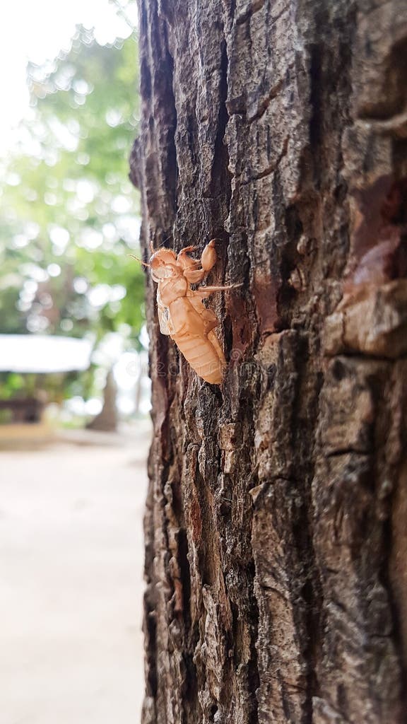 Husk of cicada on tree stock image. Image of cycle, dead - 115524535