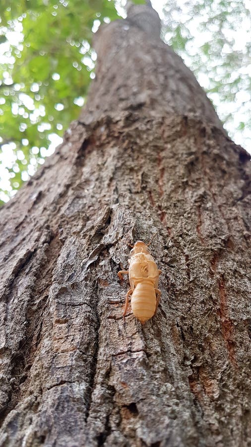 Husk of cicada on tree stock image. Image of pupa, husk - 115524543