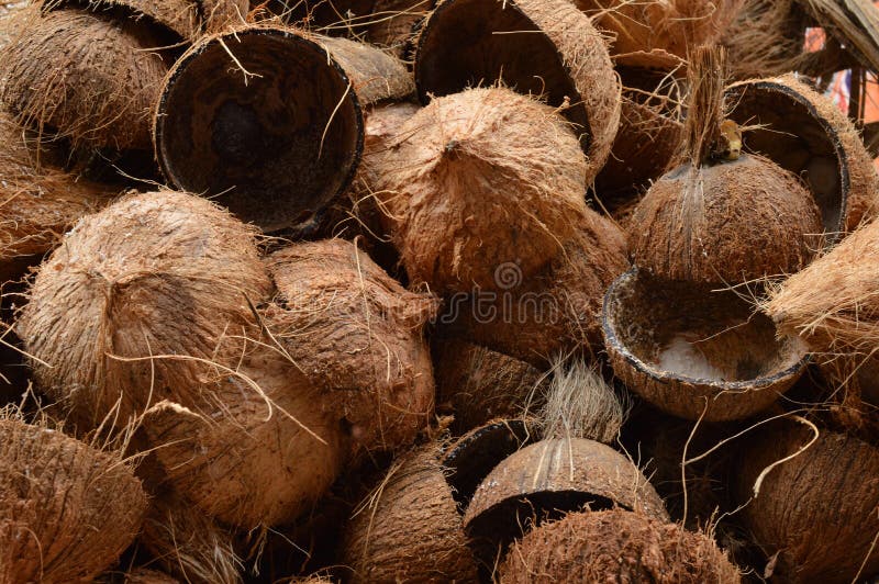 Coconut shell stock image. Image of cattle, poultry - 220575735